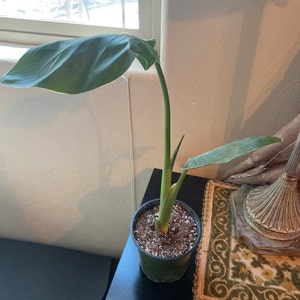 Syngonium 'merry Maria' Houseplant Arrowhead House | Etsy