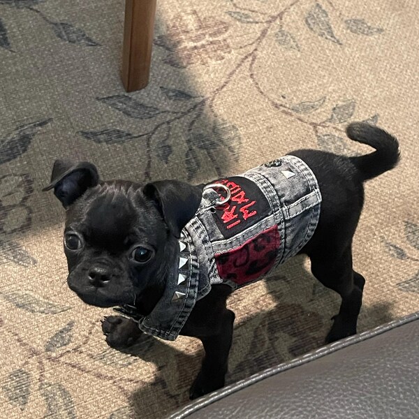 Large Punk Rock Dog Jacket/battle Vest Featuring Cute as Hell Baphomet ...