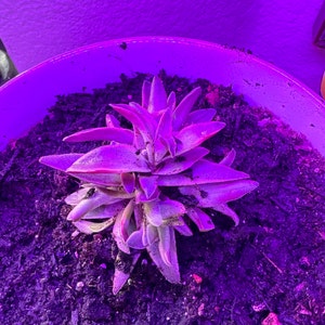 Peperomia ruby Cascade Trailing Succulent, Indoor Plant - Etsy