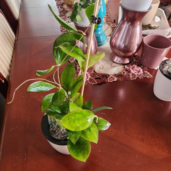 Hoya Mindorensis red Flowers - Etsy