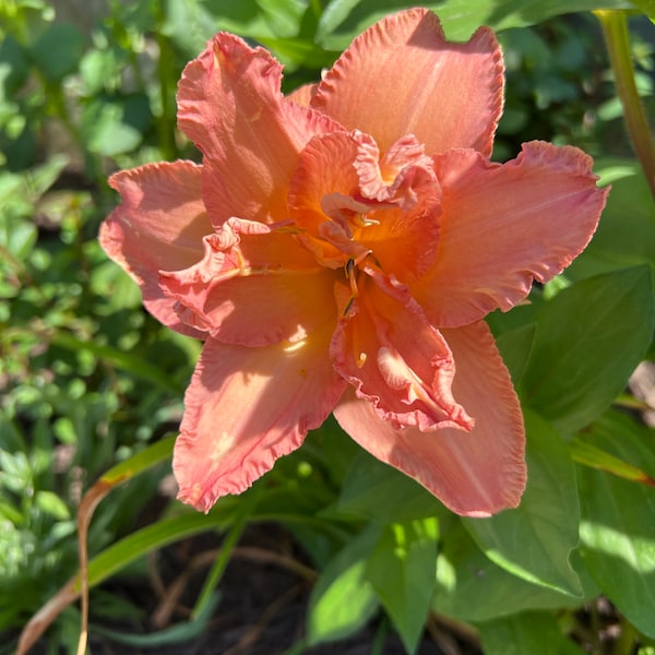 Sunset Snappy Blanket Flower Perennial Seeds - Etsy