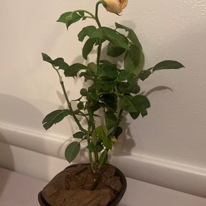 Rare New Rose. Red Juicy Terrazza. 红果汁flower Machine. Continue Blooming ...