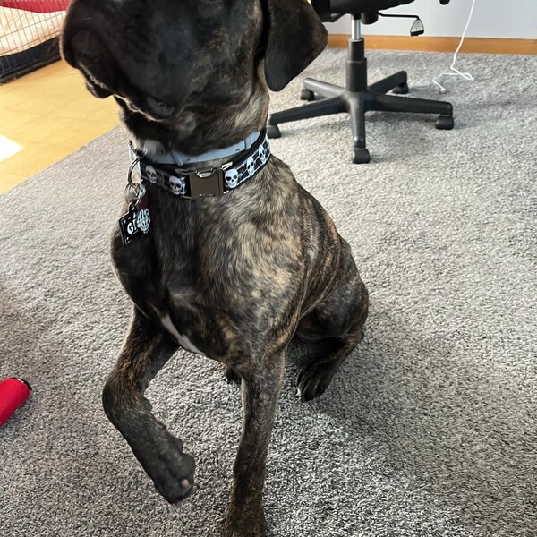 Witchy Pet ID Tag, Custom Personalized Dog or Cat Tags, Mystical Gothic ...