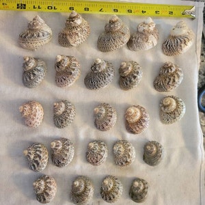 Nessastores Mexican Deep Sea Shell Beach Craft Scallop 2 - Etsy