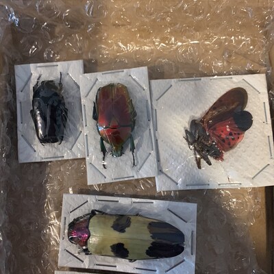 Mixed Pack of Insect Specimens Assorted Unmounted Invertebrates ...