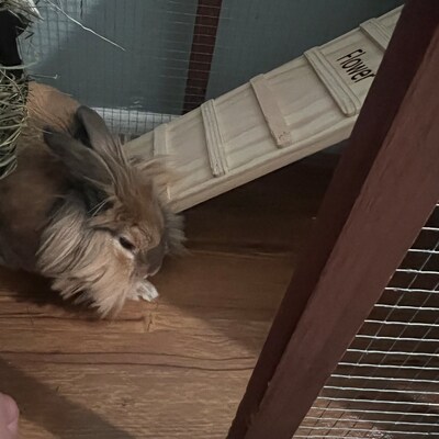 Rabbit Ramp With SIDES Option 14lb 5.5-11.25 Inches Wide 10-70 Long Rex ...