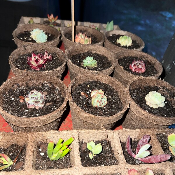 Rare Imported Succulents Succulents Mystery Box - Etsy
