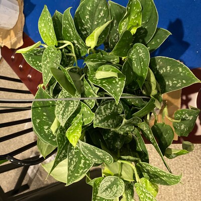 Large. Scindapsus Pictus 'argyraeus' Silver Pothos in 6 Inch Growers ...