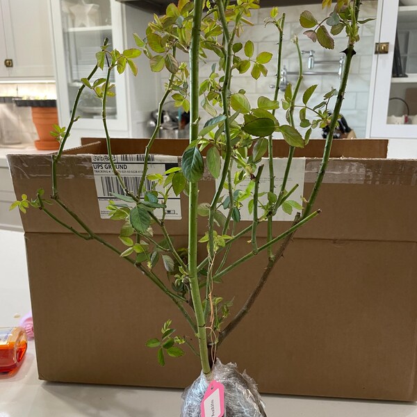 Rose “ausbite” English Climbing Rose Plant Ownroot, 1 Gallon - Etsy