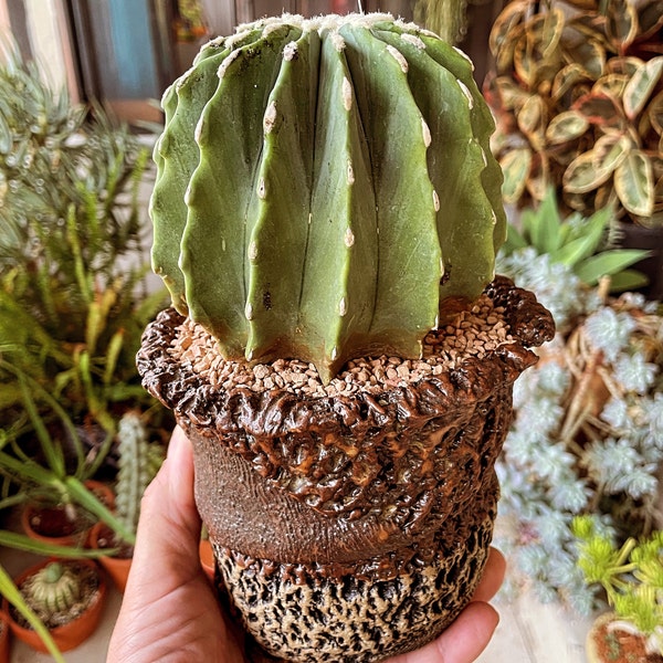 Rare Ferocactus Glaucescens Inermis Cactus, Spineless Live Plant (3 ...