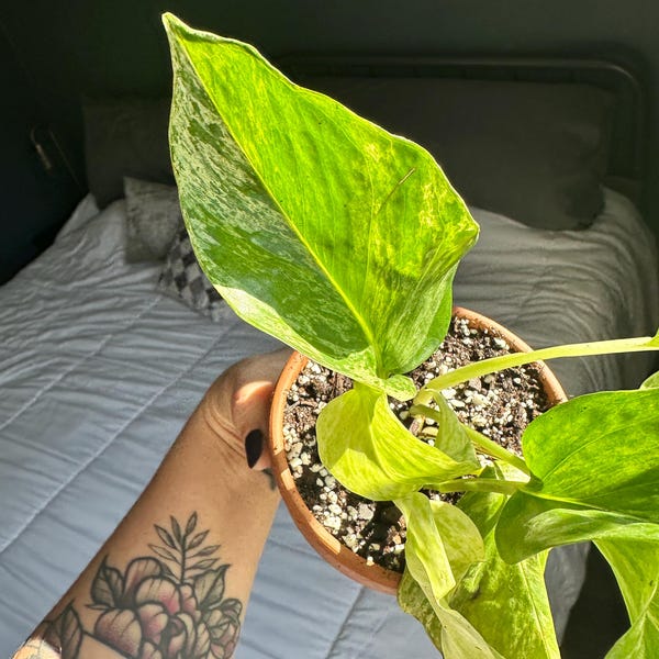 Pothos Marble “snow” Queen Starter Plant **(ALL Plants Require You to ...