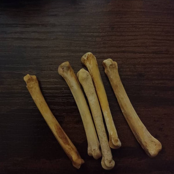 5 Red Fox Foot Bones Metatarsals Jewelry Supplies Craft Coyote Bones ...