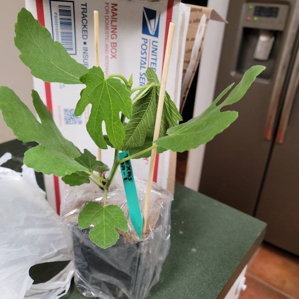 Fig Trees for Sale, Multiple Varieties Available. Well Rooted in Deep 4 ...