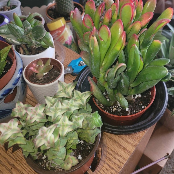Crassula Perforata F. Variegata - Variegated String of Buttons - Etsy