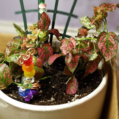 6 ZZ Plant, Zamioculcas Zamiifolia, Zee Zee Plant, Aroid Palm ...