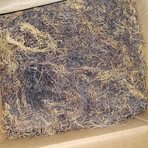 3LB HONDURAS Sea Moss - Etsy