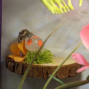 Jumping Spider Food Dish Jumping Spider Enclosure - Etsy