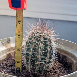 Opuntia Microdasys Monstrosus Golden Swirl Cactus Plant Pad - Etsy