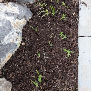 Aztec Black Corn, Ancient Heirloom, 20 Seeds Non GMO, Early Plants ...