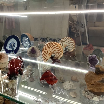 Nautilus Shell Rare Deep Sea Shell Specimen Tiger Stripped With Display ...