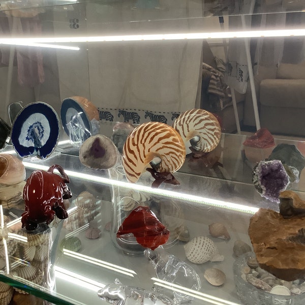 Nautilus Shell - Rare Deep Sea Shell Specimen - Tiger Stripped With ...
