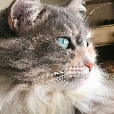 Modified Hoxsey With or Without Boneset - Etsy