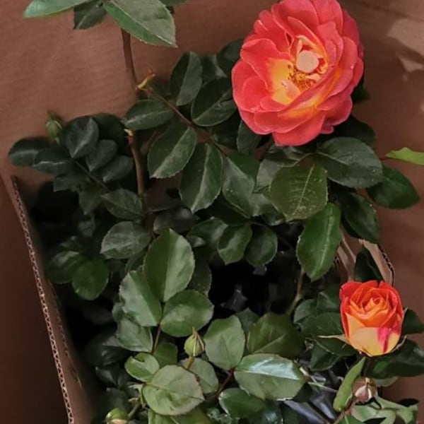 Happy Ruby Wedding Potted Rose - Large Rich Red Blooms - 4 Litre Pot ...