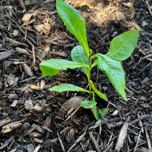 10/ Periwinkle vinca Minor BARE Root Starter Plants. - Etsy