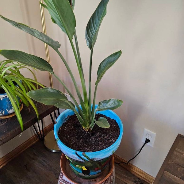 Variegated Tri Color Ginger Tropical Plan,t Red, Green, White, Garden ...