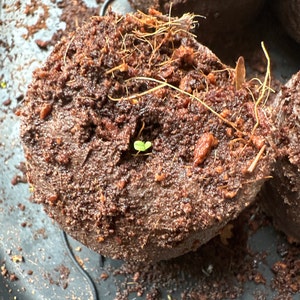 Nepenthes Viking X Hookeriana Fresh 2022 Seeds/pod Rare Carnivorous ...