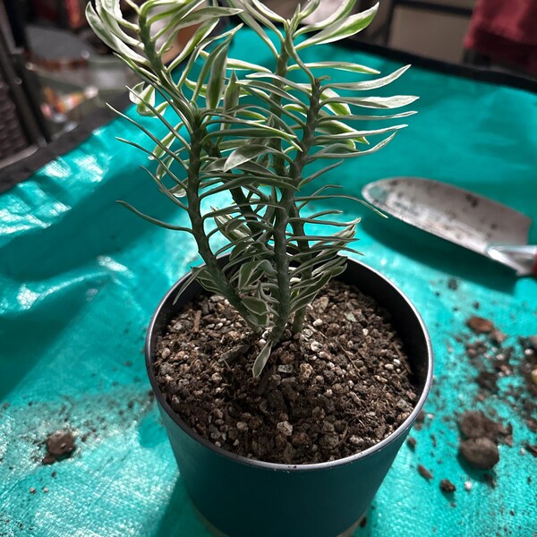 Devil’s Backbone - Euphorbia Pedilanthus Variegata - Pink Variegated ...
