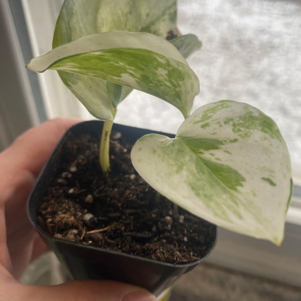 Manjula Pothos - RARE Variegated Manjula Pothos Rooted Plants - White ...