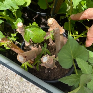 Neoregelia Sheba Bromeliad Offset for Shade or SUN - Etsy