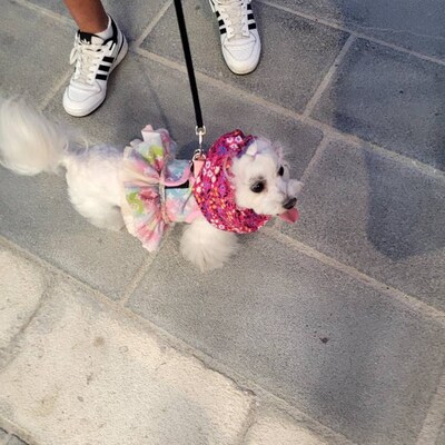 Waterproof Thick Dog Snood Swimming Cap for Dog Dog Hat - Etsy