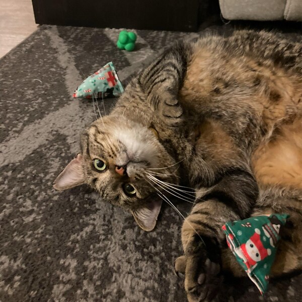 Tabico Calico Tabby Cat Vinyl Sticker for Water Bottle and Laptop, Cute ...