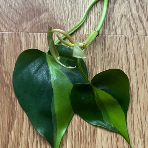 Rare Pothos Cuttings Mix Marble Pothos / Heart Leaf Philodendron ...