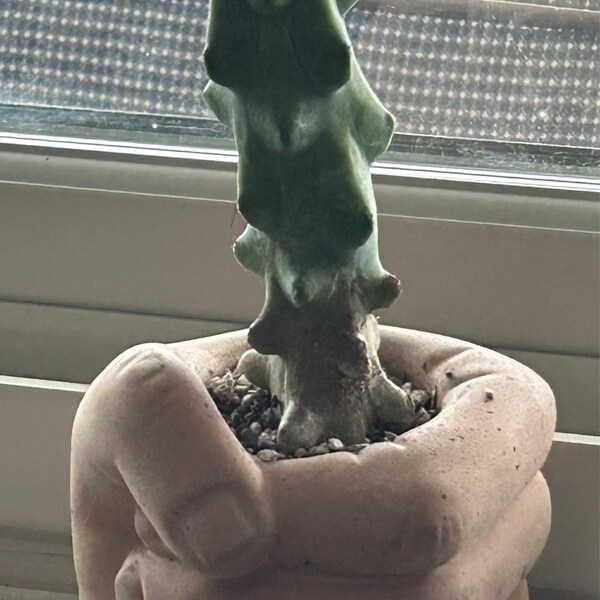 Cement Hand Planter | Concrete Hand Pot | Hand-shaped Planter | Unique ...