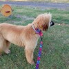 Rainbow Dog Grooming Belly Strap, Grooming Belt, Dog Groomer Gift, Lgbt ...