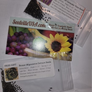 500 True ENGLISH LAVENDER VERA Lavandula Angustifolia Vera Herb Purple ...