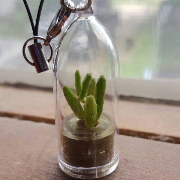 Apple Cactus - Live Cacti Terrarium Flower Miniature Plants Living ...