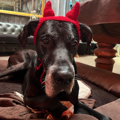 Devil Dog Costume, Devil Horns for Large Breed Dogs, Red Devil Dog Hat ...