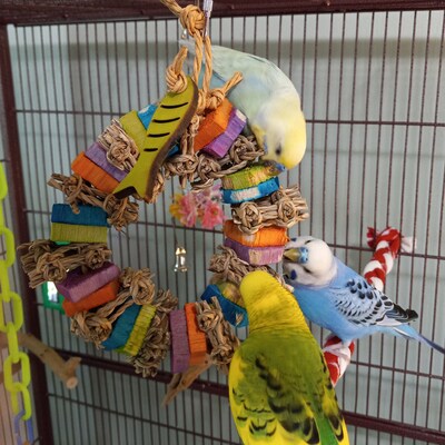 Botanical Bliss Seagrass Foraging Tray Rose Blossom Foraging Tray for ...