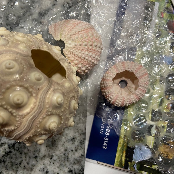Baby Flat Scallop Shell-bulk - Seashell Supplies - Scallop Shells for ...