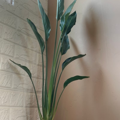 Variegated Tri Color Ginger Tropical Plan,t Red, Green, White, Garden ...