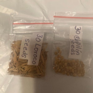Semillas De Loroco/loroco Seeds - Etsy