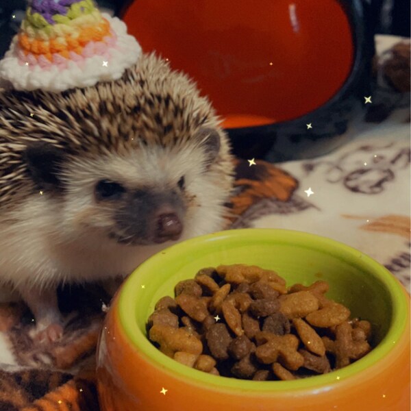 Insect Protein Powder Kibble Topper Hedgehog - Etsy