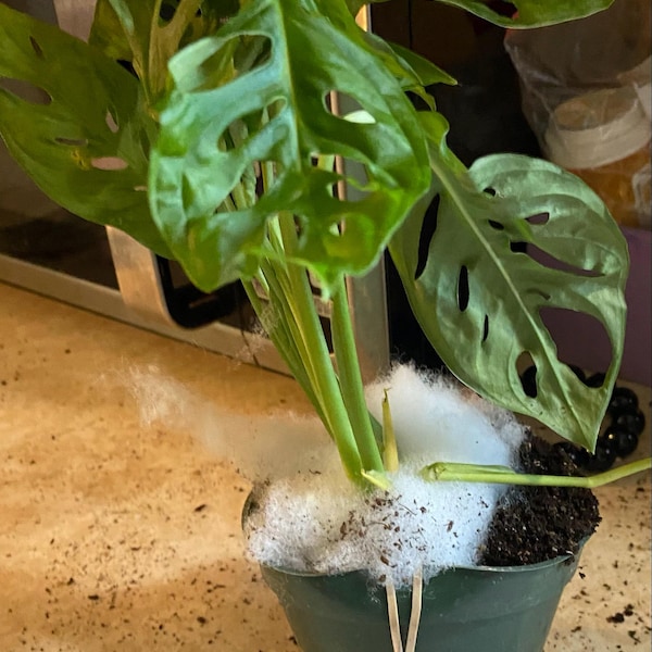 Monstera Adansonii: Swiss Cheese Plant in 4'' Pot - Indoor Houseplant ...