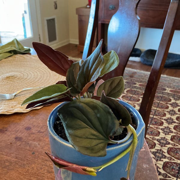 Live House Plant Bloom Fuchsia African Violet Harmonys vat Real Life ...