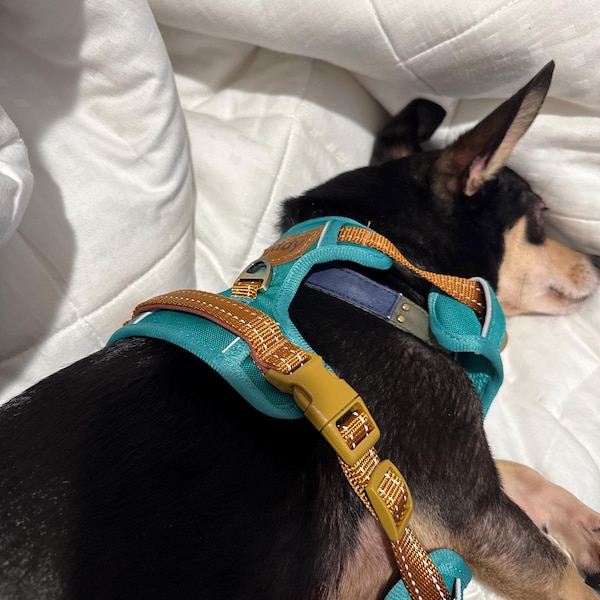 Personalized Pet Harness, Night Reflective Collar With Customized Name ...