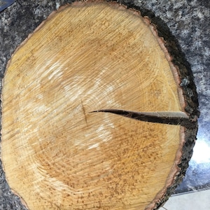 Natural Round Log Slices Rustic Green Wood Slice for Crafts Artists ...